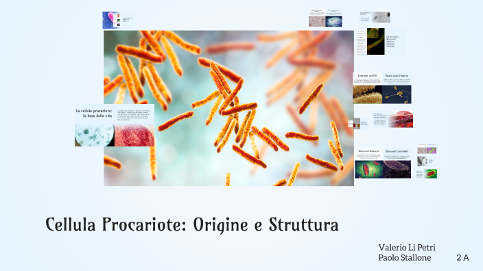 Cellula Procariote: Origine e Struttura by Valerio Li Petri on Prezi