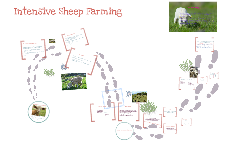 Intensive Sheep Farming by Georgie Baker-Hadfield on Prezi