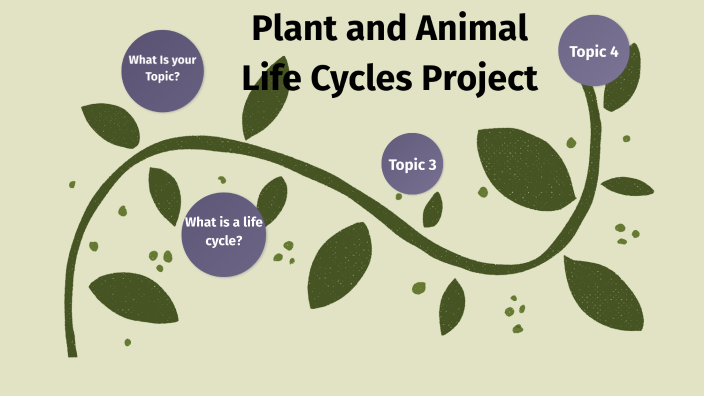 Life Cycle Science Project by Haley Hixson