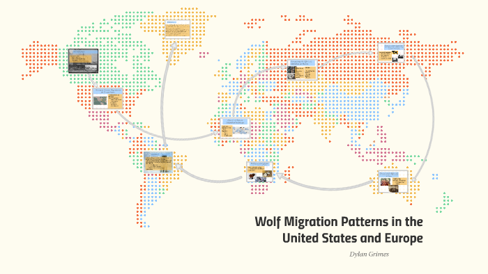 Wolf Migration Patterns in the United States and Europe by dylan grimes ...