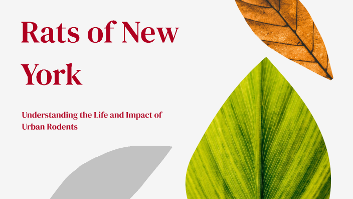 Rats of New York by Raheem Knowles on Prezi