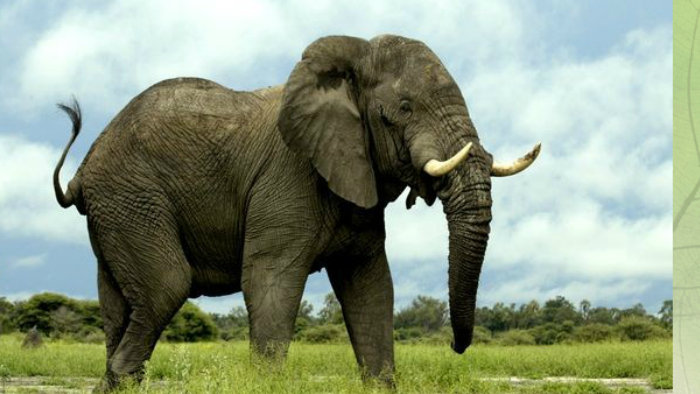 Anatomia e Fisiologia dos Elefantes by Rita Moreira on Prezi