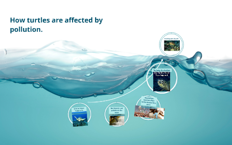 How turtles are affected by pollution. by Garrett Rose on Prezi