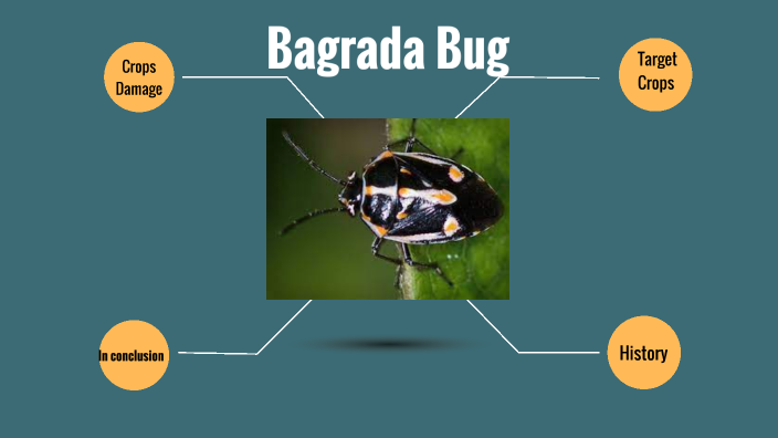 Bagrada Bug by Juan Gutierrez on Prezi