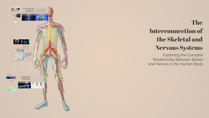 The Interconnection of the Skeletal and Nervous Systems by Elia Mough ...