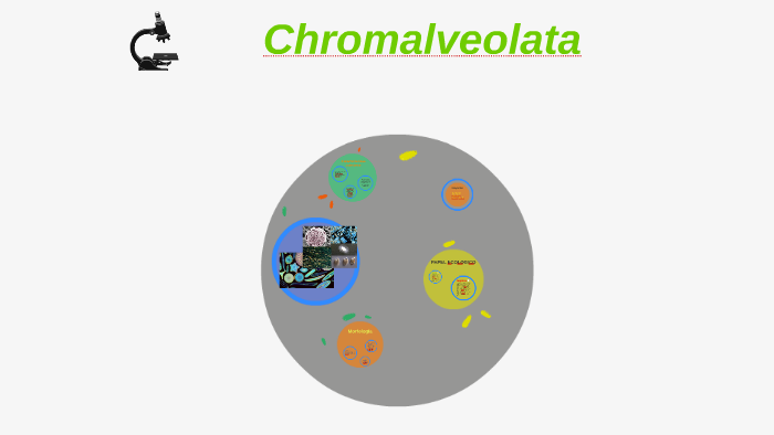 Chromalveolata by Agostina Centurion on Prezi