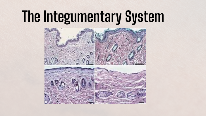 The Integumentary System by Lauren Genna on Prezi