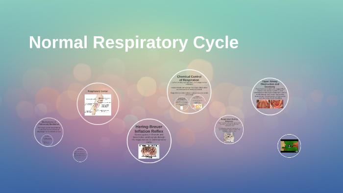 Normal Respiratory Cycle by Nicole Griffith