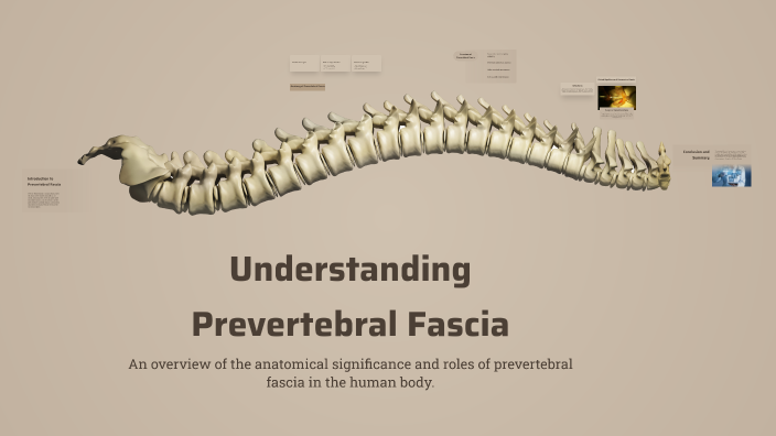 Understanding Prevertebral Fascia by Ahmed Sarkawt Anwer on Prezi