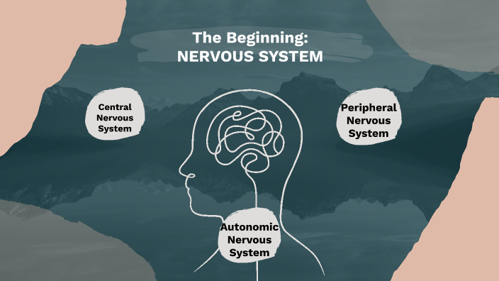 MIni-Poster Nervous System by Baylee Morton on Prezi