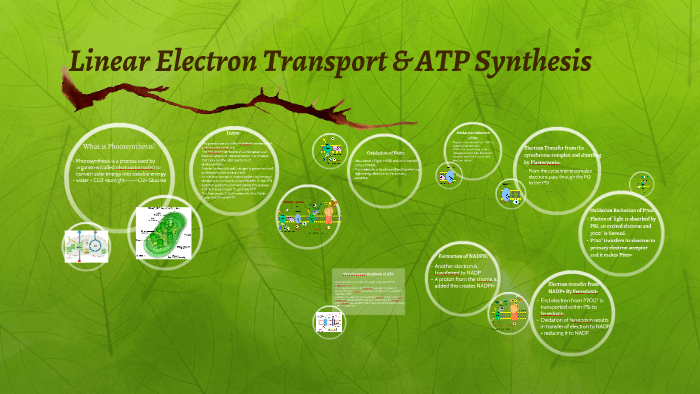 Linear Electron Transport & ATP Synthesis by Kirat Mattu on Prezi