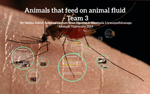 Animals that feed on animal fluid by Nisansala Liyanapathirana on Prezi