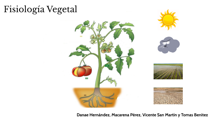 Fisiología Vegetal by Macarena Perez Polanco on Prezi