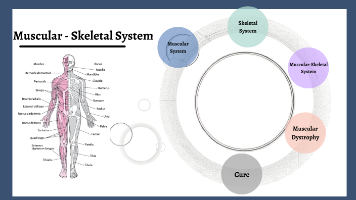 Muscular - Skeletal System by Lilah August on Prezi