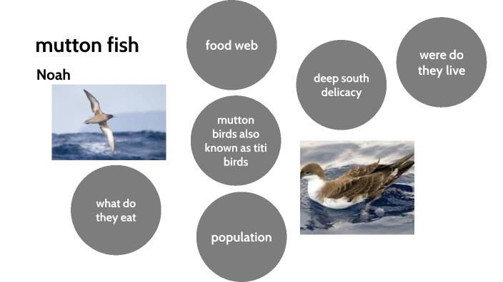 mutton bird or titi bird by Noah Page on Prezi
