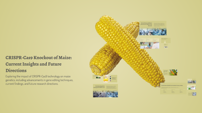 CRISPR-Cas9 Knockout of Maize: Current Insights and Future Directions ...