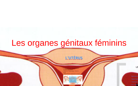 organe génitaux féminin by Philippe Michaud on Prezi