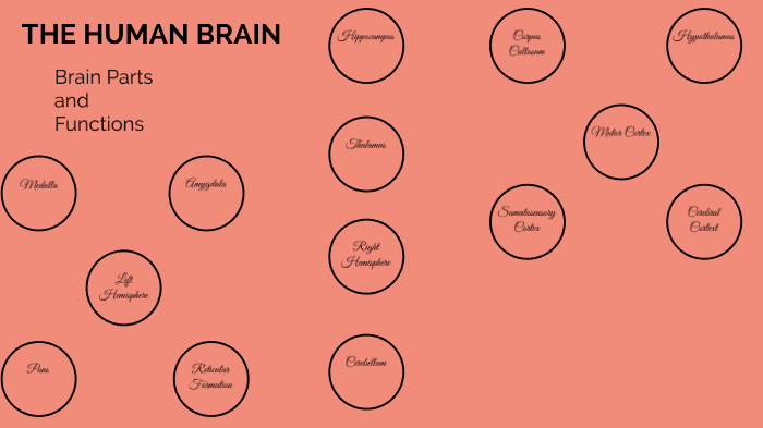 AP Psych Brain Project by Kiarri Hardison on Prezi