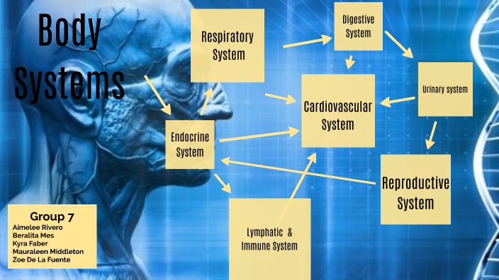 Body System Interrelationships by ZOE YOSELINE DE LA FUENTE on Prezi