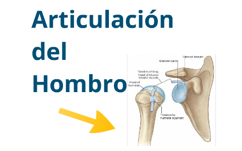 Anatomia by Andrea Letona on Prezi