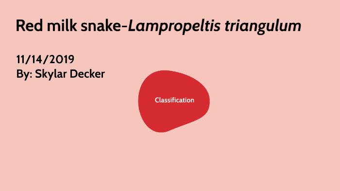 Red milk snakes by Skylar Decker on Prezi