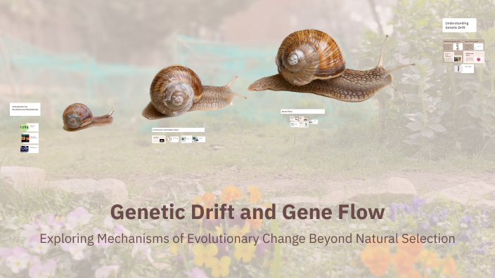Genetic Drift and Gene Flow by Nichole Long on Prezi