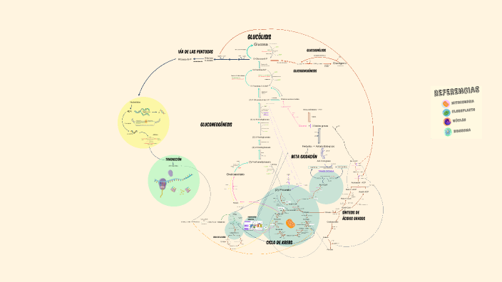 Mapa metabolico by Agustina Suarez on Prezi