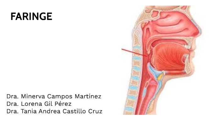 Faringe by Mine Campos on Prezi