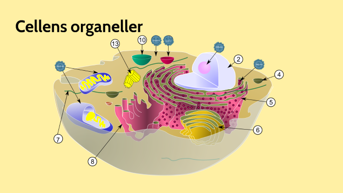 Cellens organeller by Sandra Johansson on Prezi