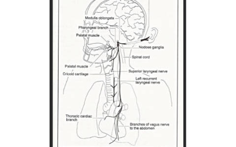 SEDDON'S CLASSIFICATION OF PERIPHERAL NERVE INJURY ( ) by Richard ...