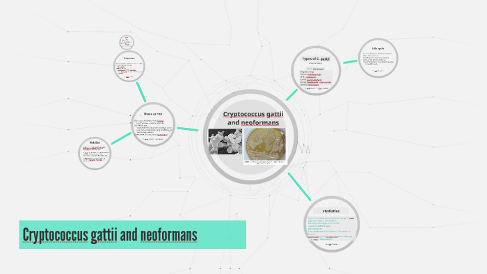 Cryptococcus gattii and neoformans by Ramona C on Prezi