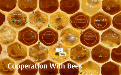 Cooperation With Bees by Mia on Prezi