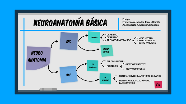Neuroanatomía Básica by Angel Amezcua Castañeda on Prezi