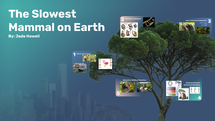 The Slowest Mammal on Earth by jade howell on Prezi