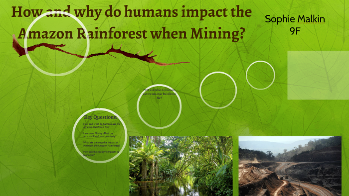 How and why do humans impact the Amazon Rainforest when Mini by Sophie ...