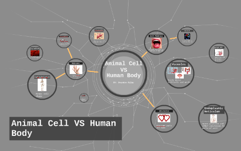Animal Cell VS Human Body by Brandon Riley on Prezi