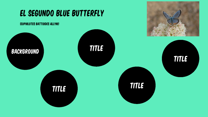 El Segundo blue butterfly by Cristina Ulloa on Prezi