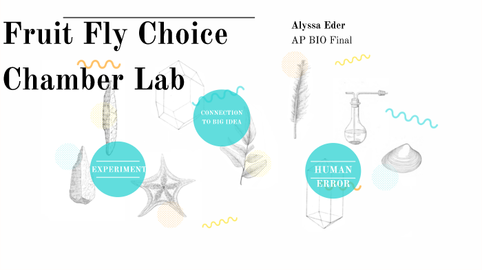 FRUIT FLY EXPERIMENT- CHOICE CHAMBER by alyssa eder on Prezi