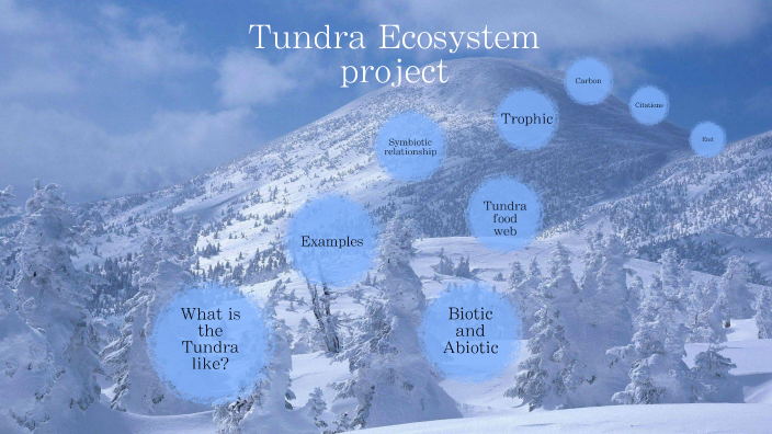 Science Tundra ecosystem project by Vicktoria Lee on Prezi