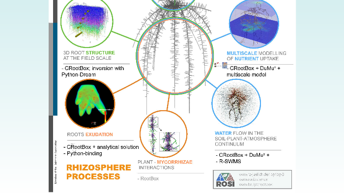 Modelling Root-Soil Interactions by Andrea Schnepf on Prezi