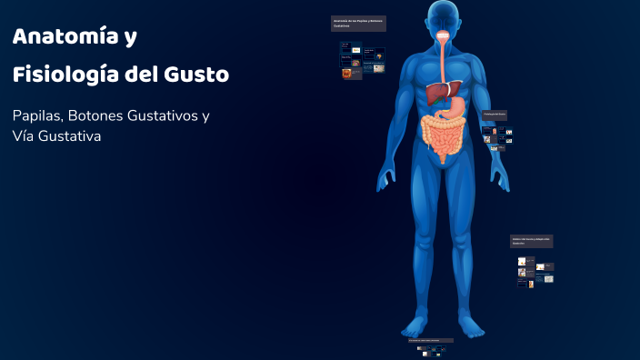 Anatomía y Fisiología del Gusto by Jesus Mateo Herrera vera on Prezi