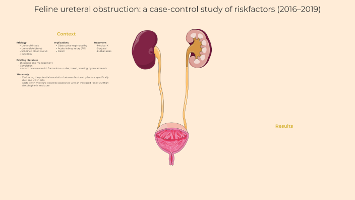 Feline Ureteral Obstruction by Wina Galesloot on Prezi