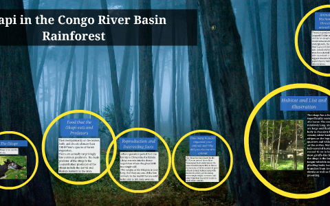 Okapi in the Congo River Basin Rainforest by Larisa Perry on Prezi