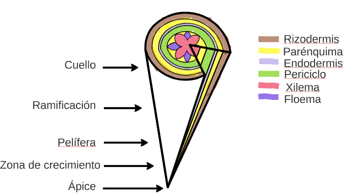 Rizodermis by Sofia Cecilia Garcia Soto on Prezi