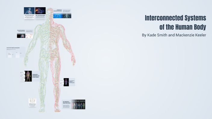 Interconnected Systems of the Human Body by Mackenzie Keeler on Prezi