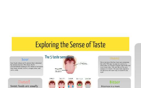 Exploring the Sense of Taste by katelynn rose on Prezi
