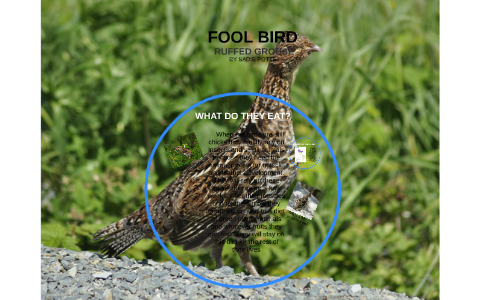 FOOL BIRD by Sadie Potts on Prezi
