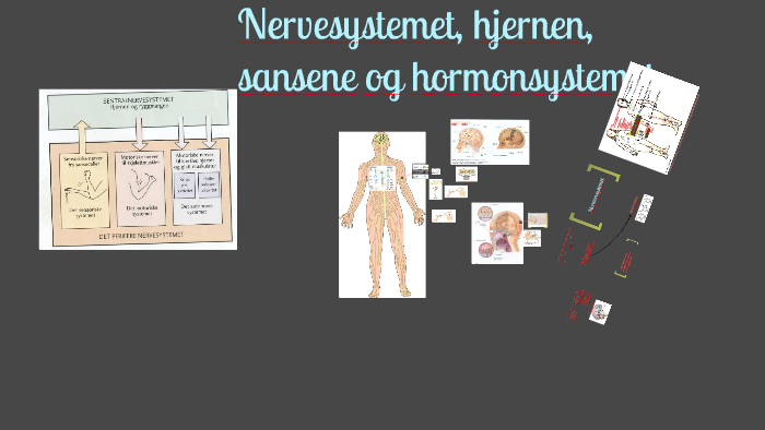 Kroppen - nervesystemet - hjernen - sansene by Audun Würgler on Prezi