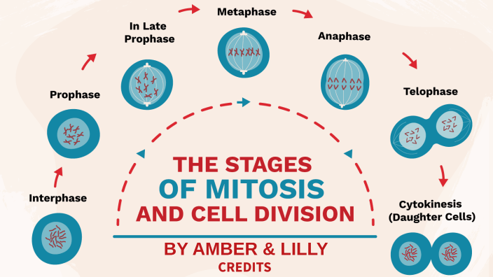 Cell Cycle Project by Divya Lakireddy on Prezi