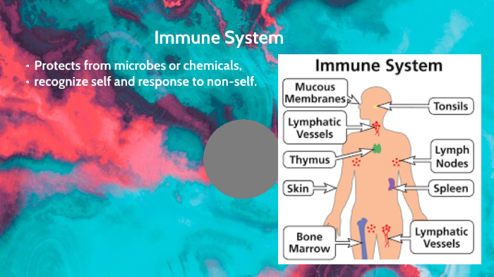 Michael´s immune system project by MICHAEL LEE on Prezi